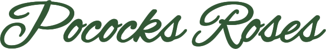 Pocock Roses | Brand Development Case Study | bandv
